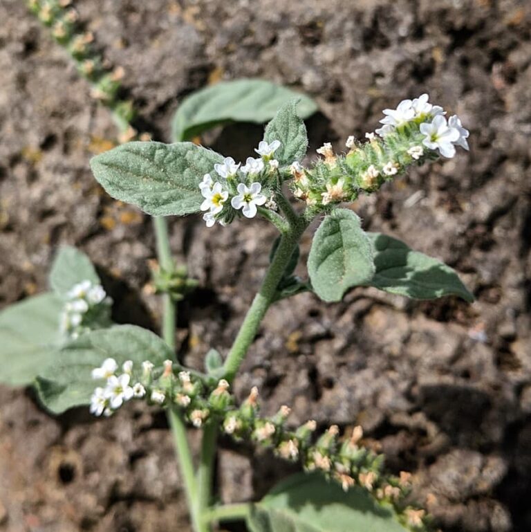 15 Pesky Summer Weeds and How To Control Them. - AW Vater & Co
