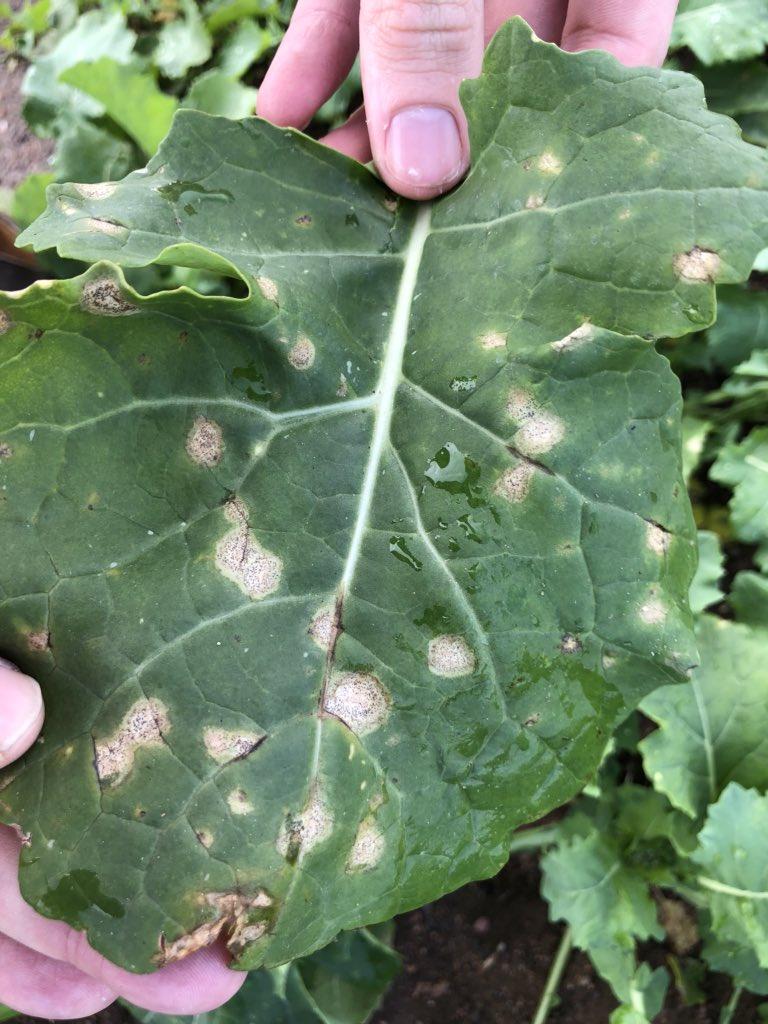 2022 Disease And Fungicide Review - AW Vater & Co