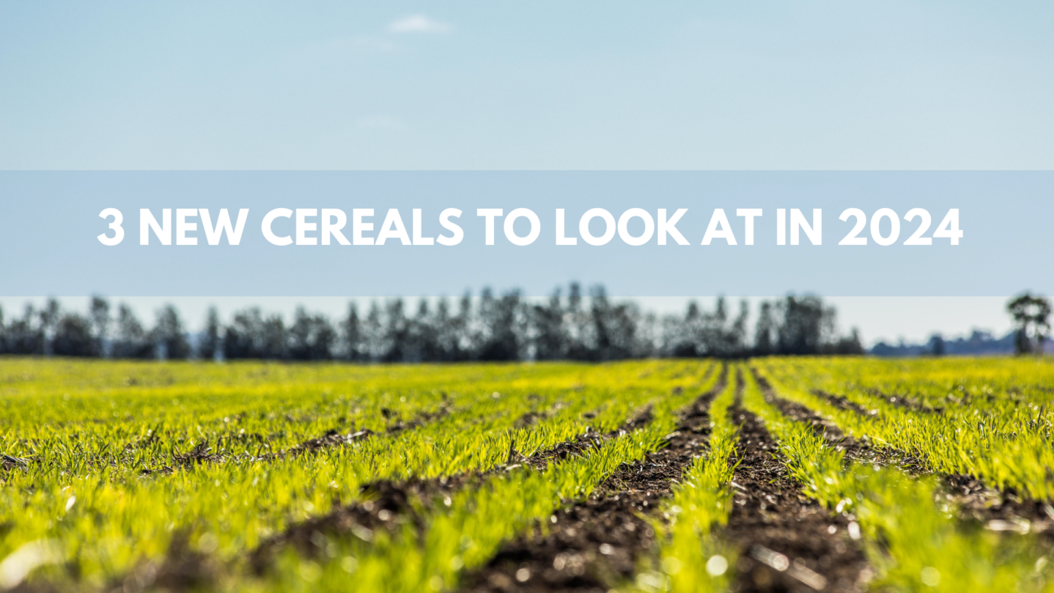3 New Cereals To Look At In 2024 - AW Vater & Co
